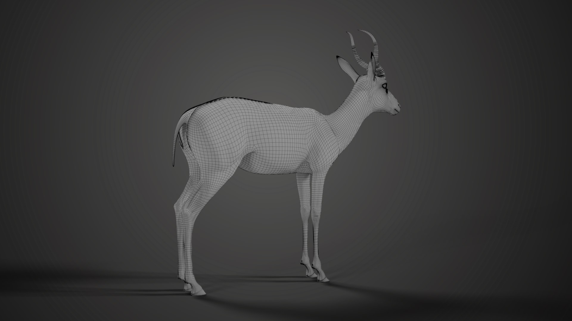 Springbok rigging animation 3D model - TurboSquid 1697834