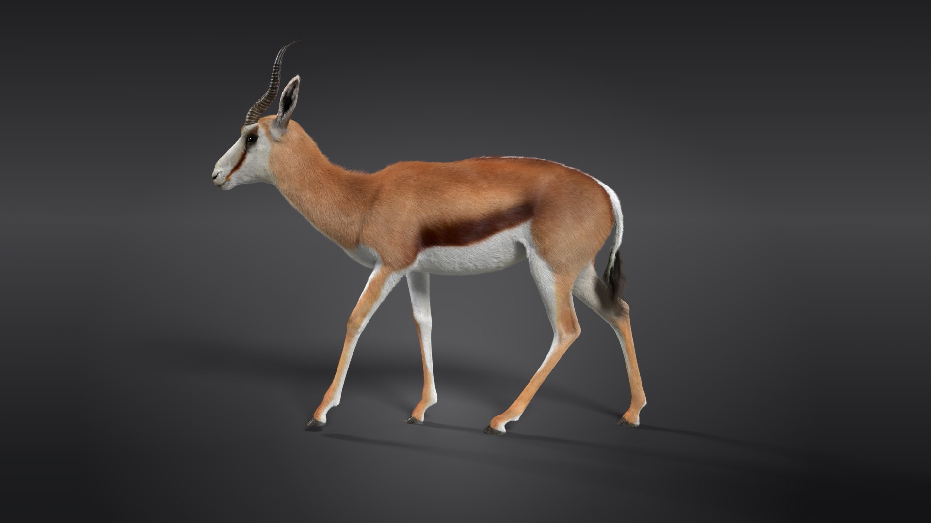 Springbok rigging animation 3D model - TurboSquid 1697834