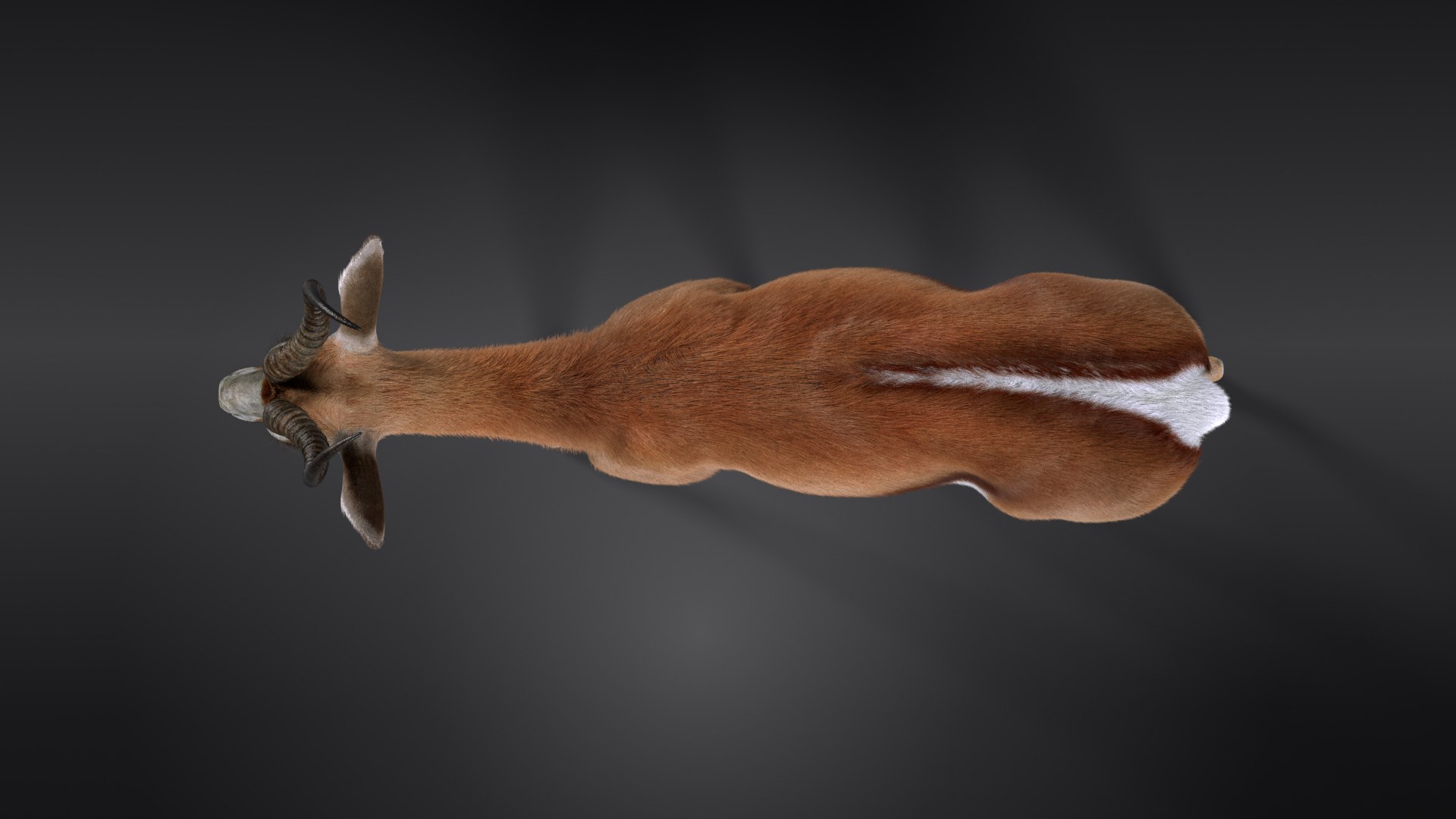 Springbok rigging animation 3D model - TurboSquid 1697834