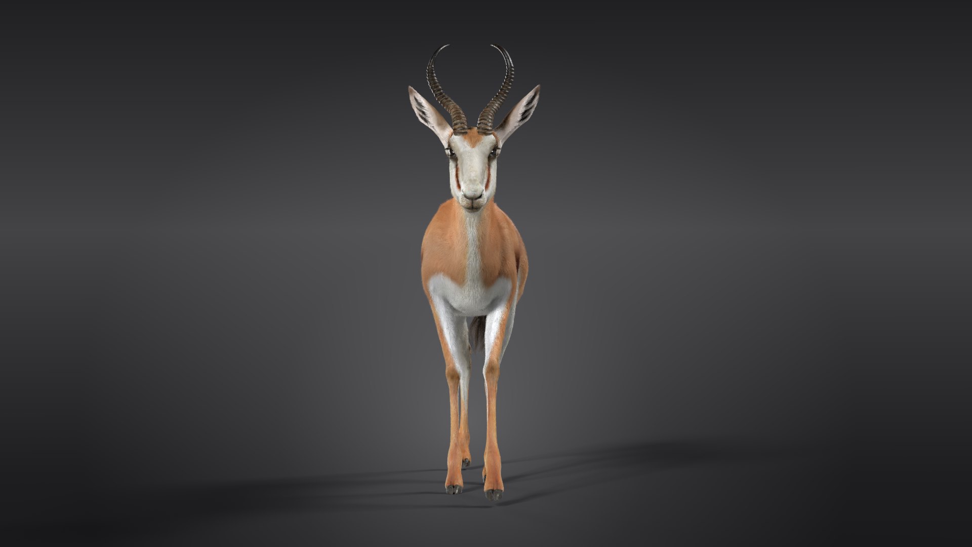 Springbok rigging animation 3D model - TurboSquid 1697834
