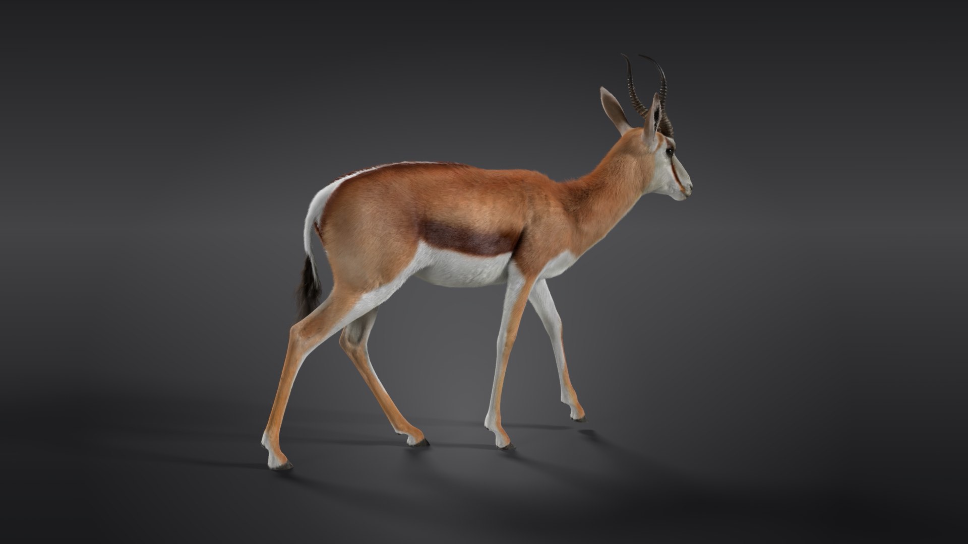 Springbok rigging animation 3D model - TurboSquid 1697834