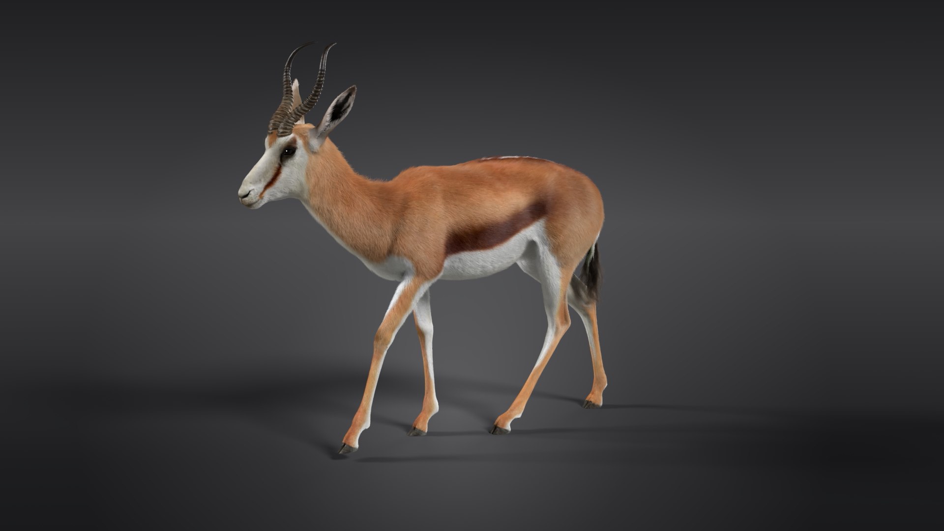 Springbok rigging animation 3D model - TurboSquid 1697834