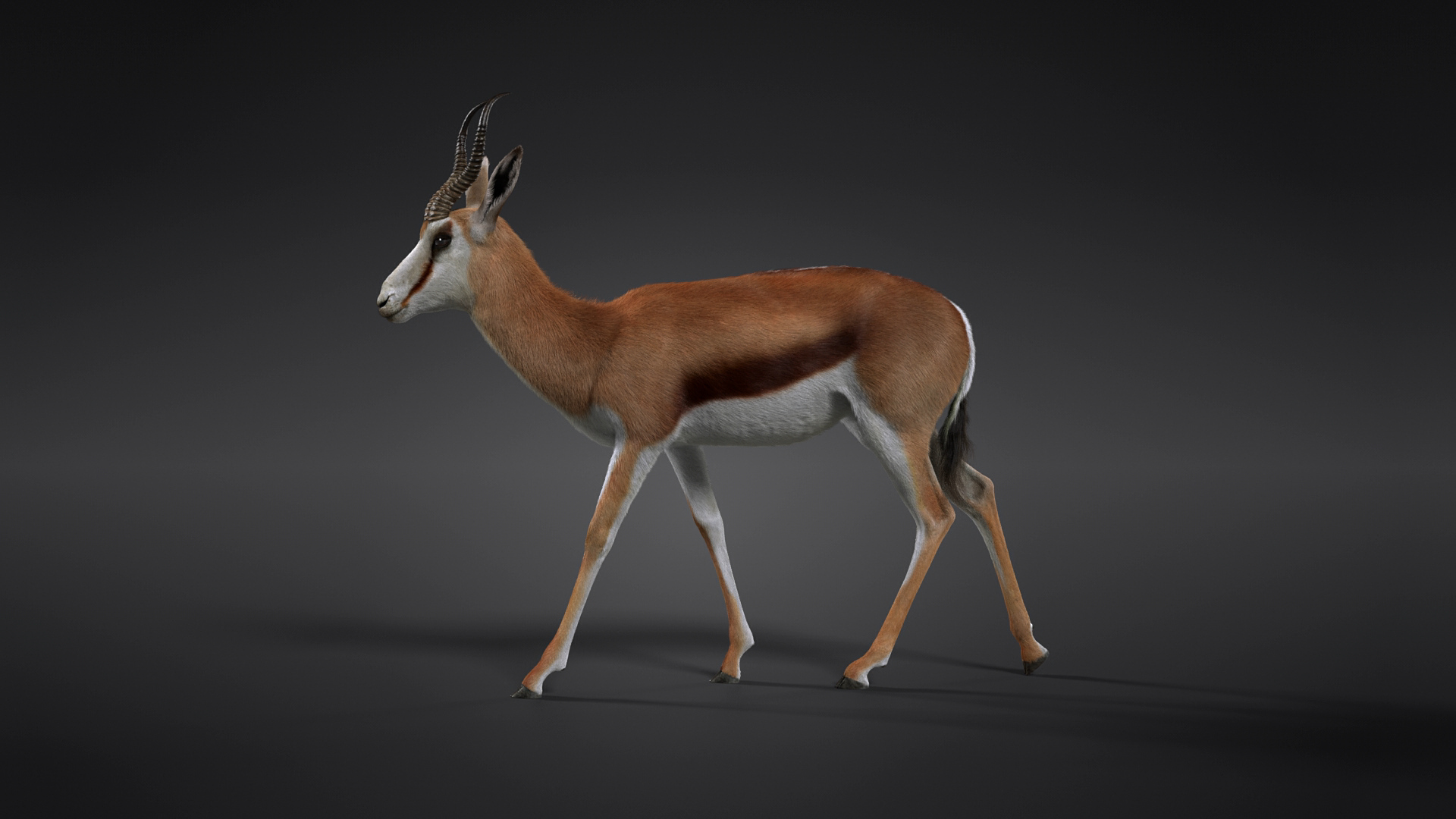Springbok rigging animation 3D model - TurboSquid 1697834