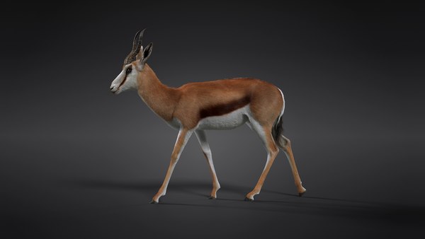 Springbok rigging animation 3D model - TurboSquid 1697834