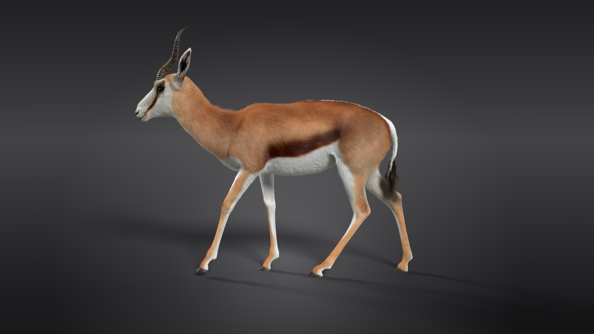 Springbok rigging animation 3D model - TurboSquid 1697834