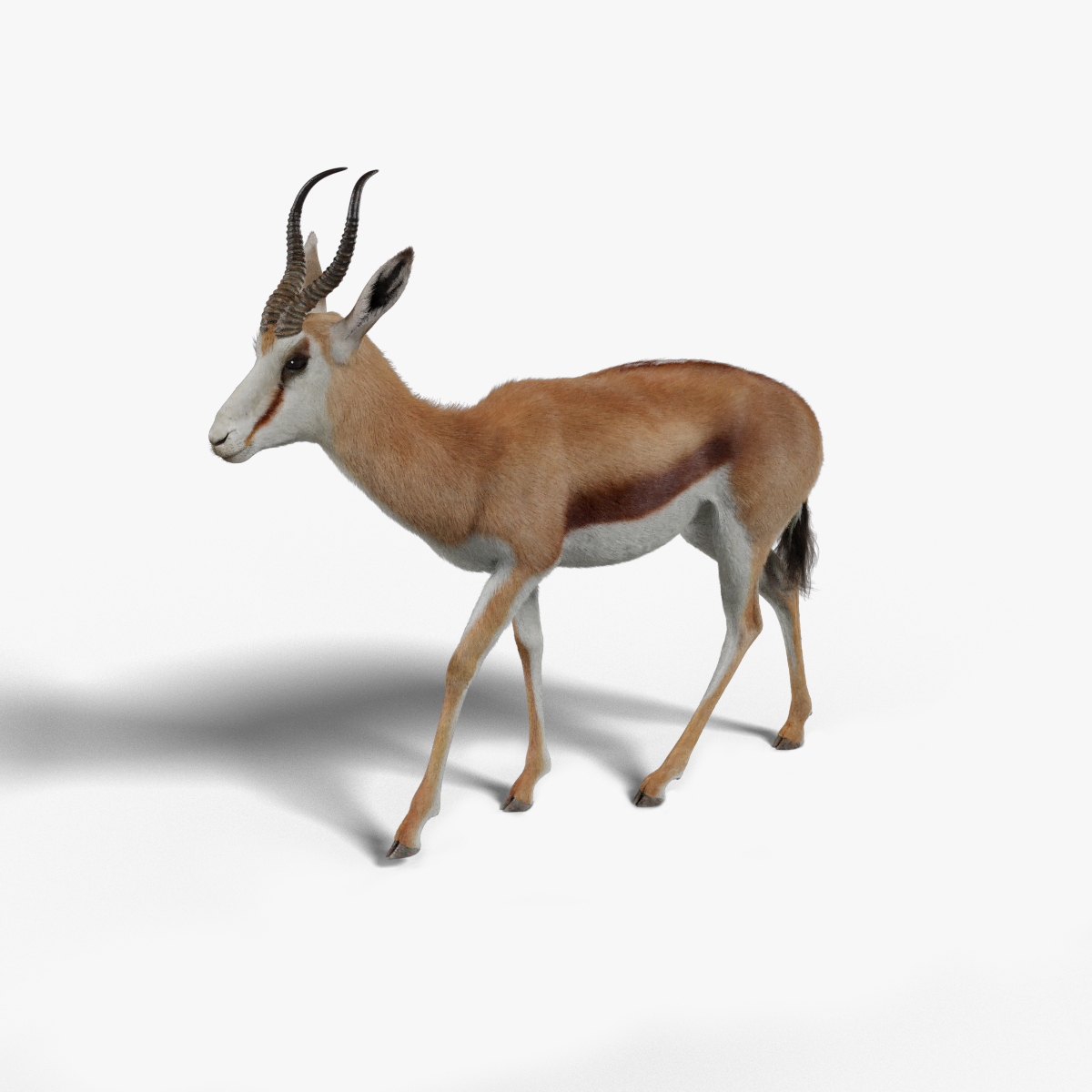 Springbok rigging animation 3D model - TurboSquid 1697834