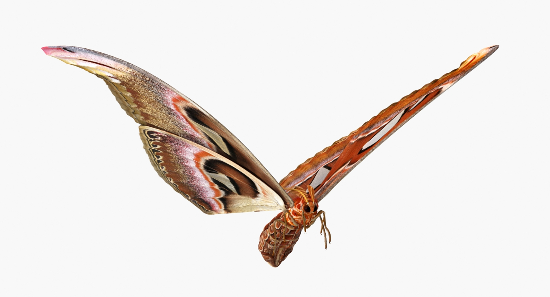 Atlas Moth Flying Pose Model - TurboSquid 1192518