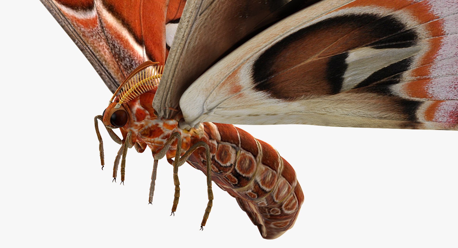 Atlas Moth Flying Pose Model - TurboSquid 1192518