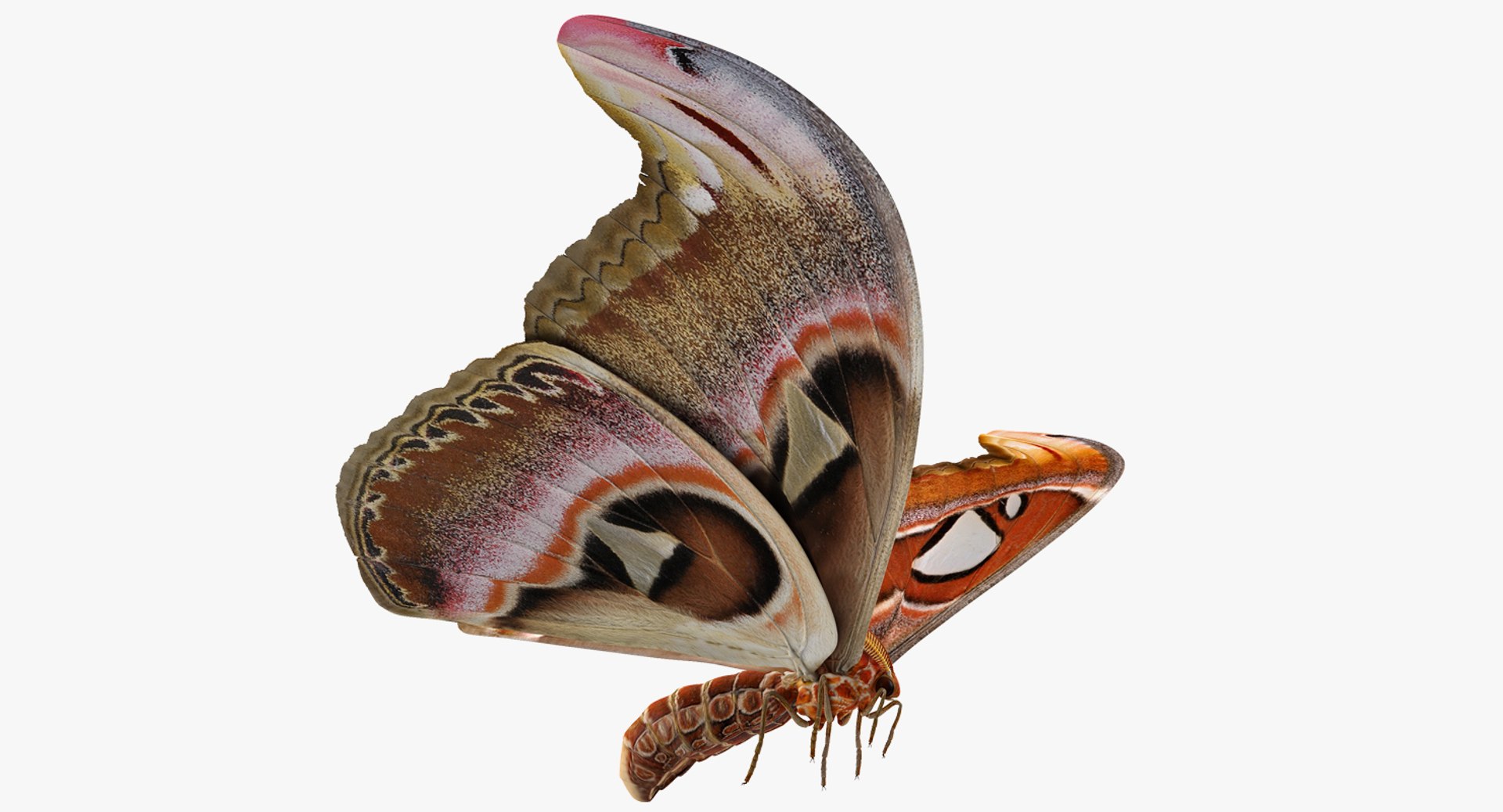 Atlas Moth Flying Pose Model - TurboSquid 1192518