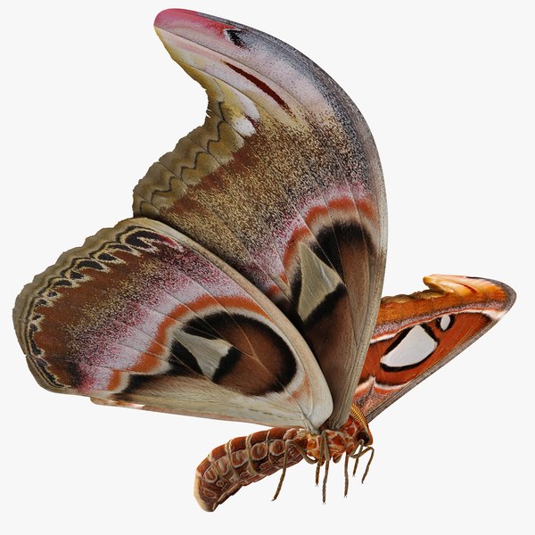 Atlas moth flying pose model - TurboSquid 1192518