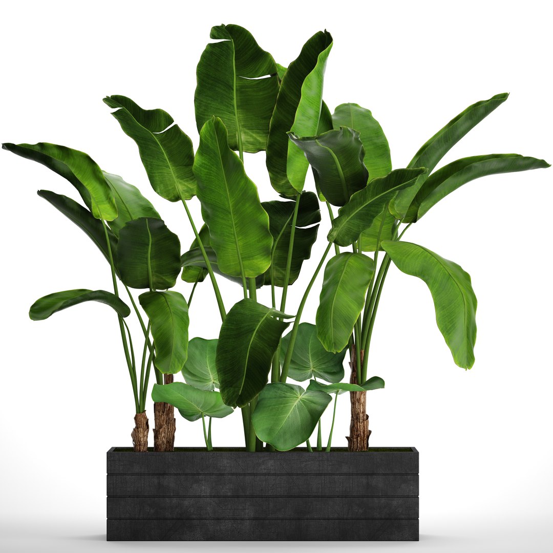 Banana Tree Set 3D Model - TurboSquid 1185897