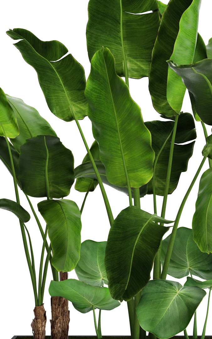 Banana Tree Set 3D Model - TurboSquid 1185897