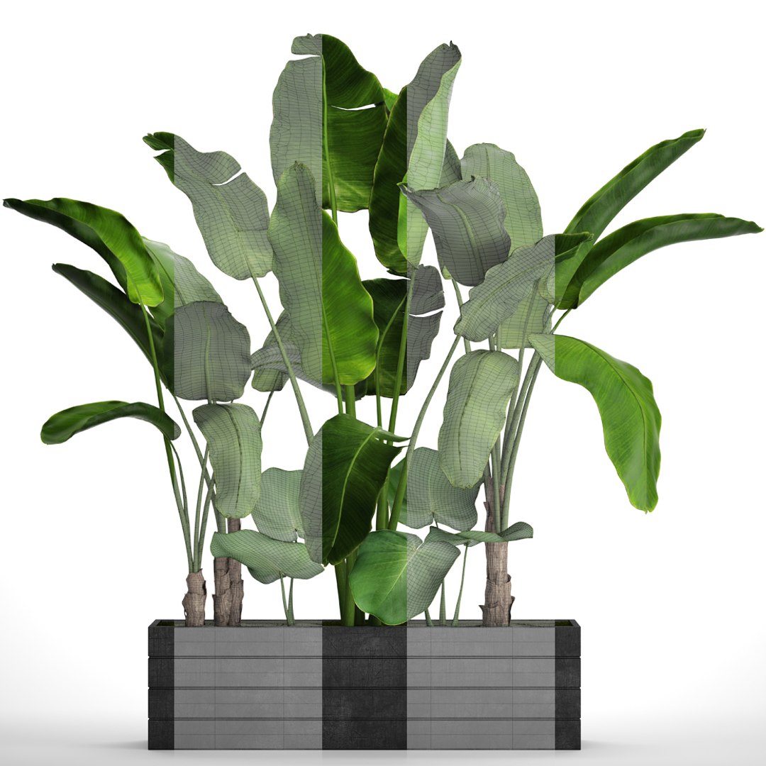 Banana Tree Set 3D Model - TurboSquid 1185897