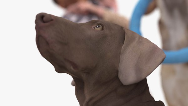 3D human animals dog model - TurboSquid 1369290