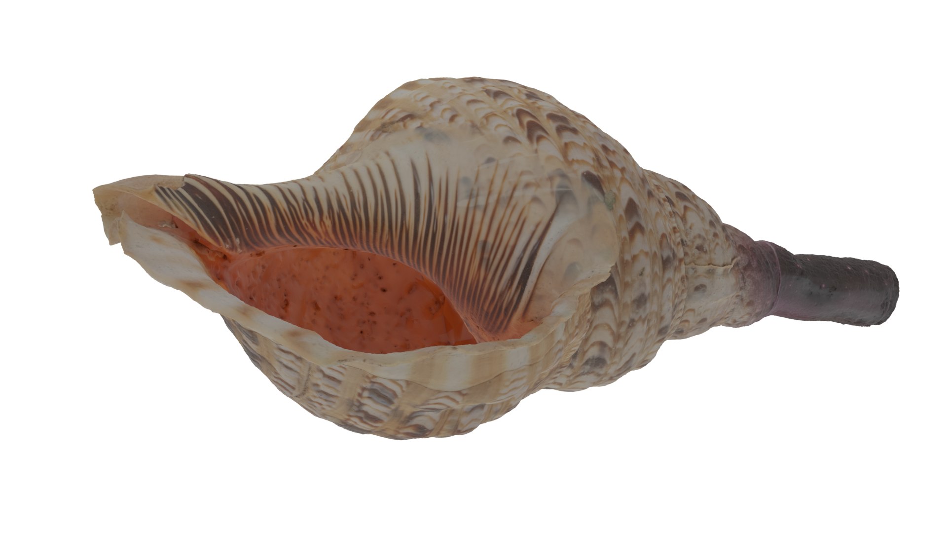 3D Trumpet Shell Model - TurboSquid 2152527