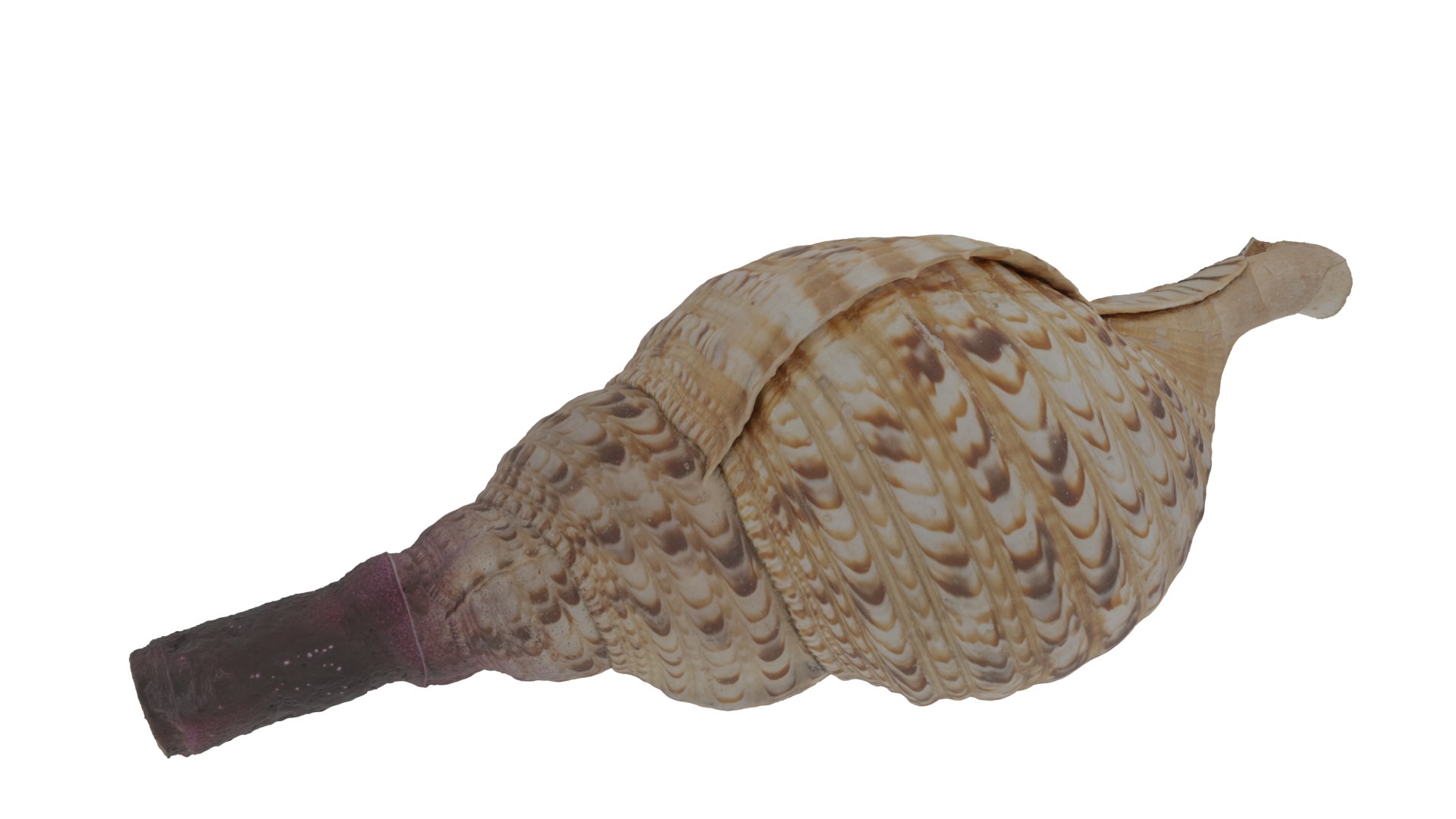 3D Trumpet Shell Model - TurboSquid 2152527