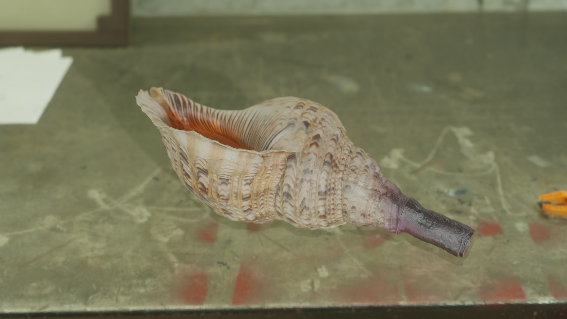 3D Trumpet Shell Model - TurboSquid 2152527