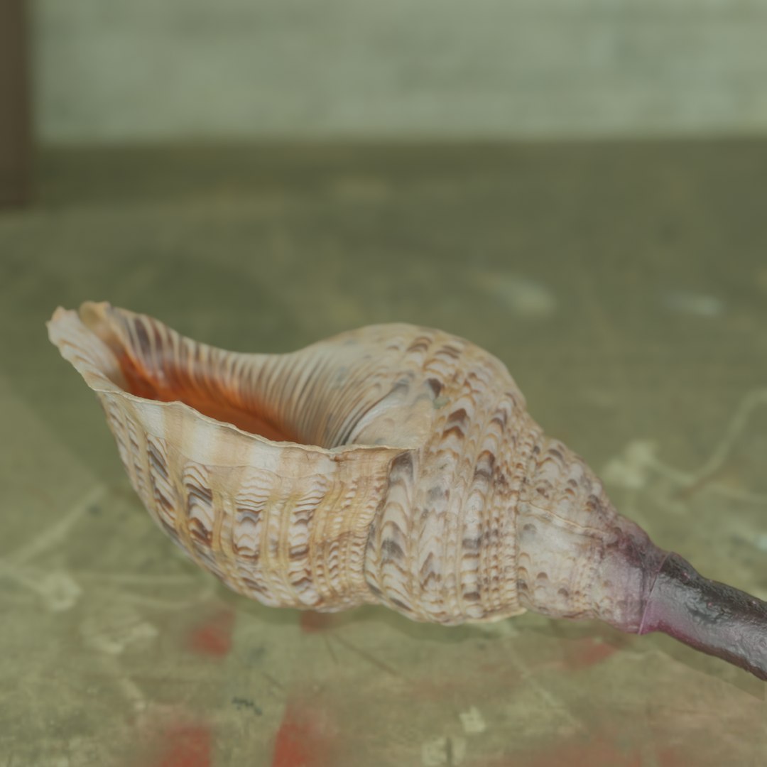 3D Trumpet Shell Model - TurboSquid 2152527