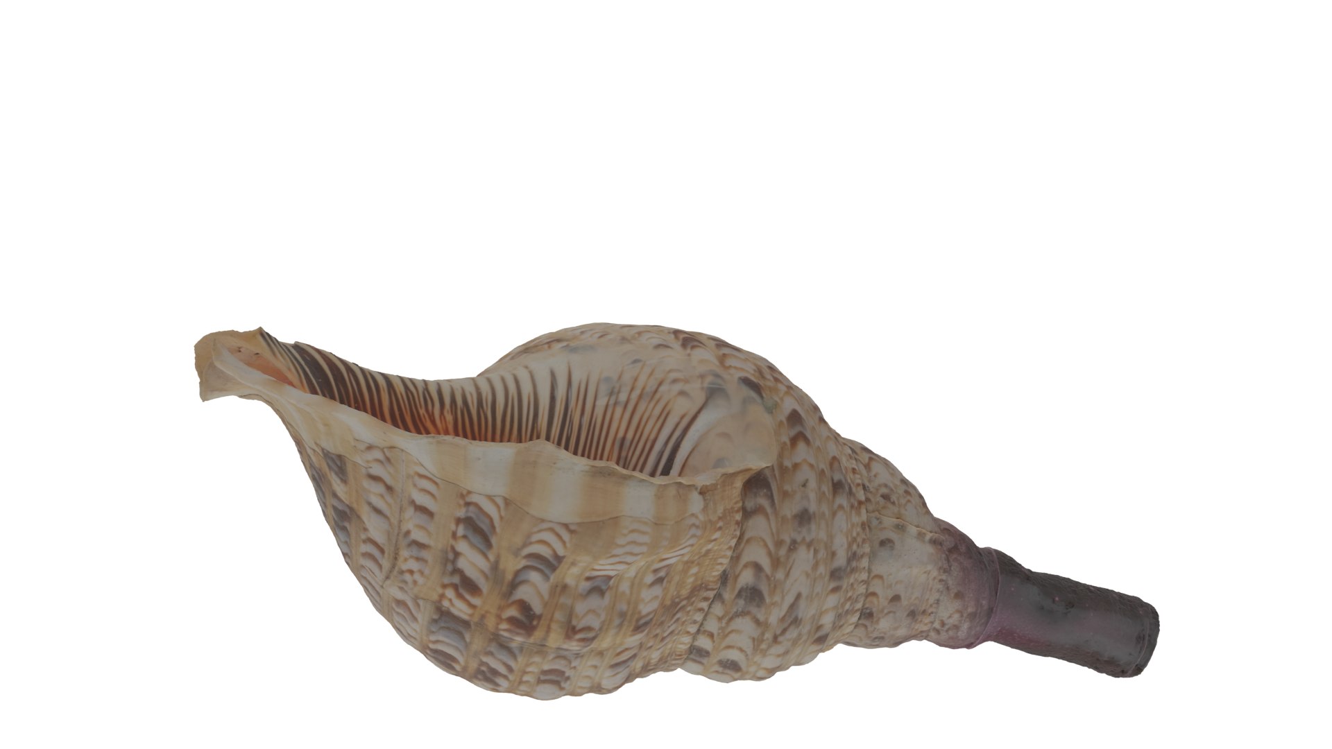 3D Trumpet Shell Model - TurboSquid 2152527