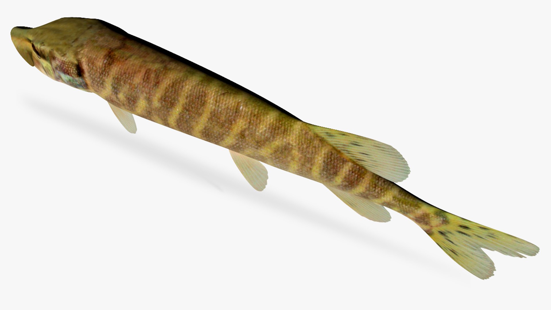 Esox Lucius Northern Pike 3D Model - TurboSquid 1327337