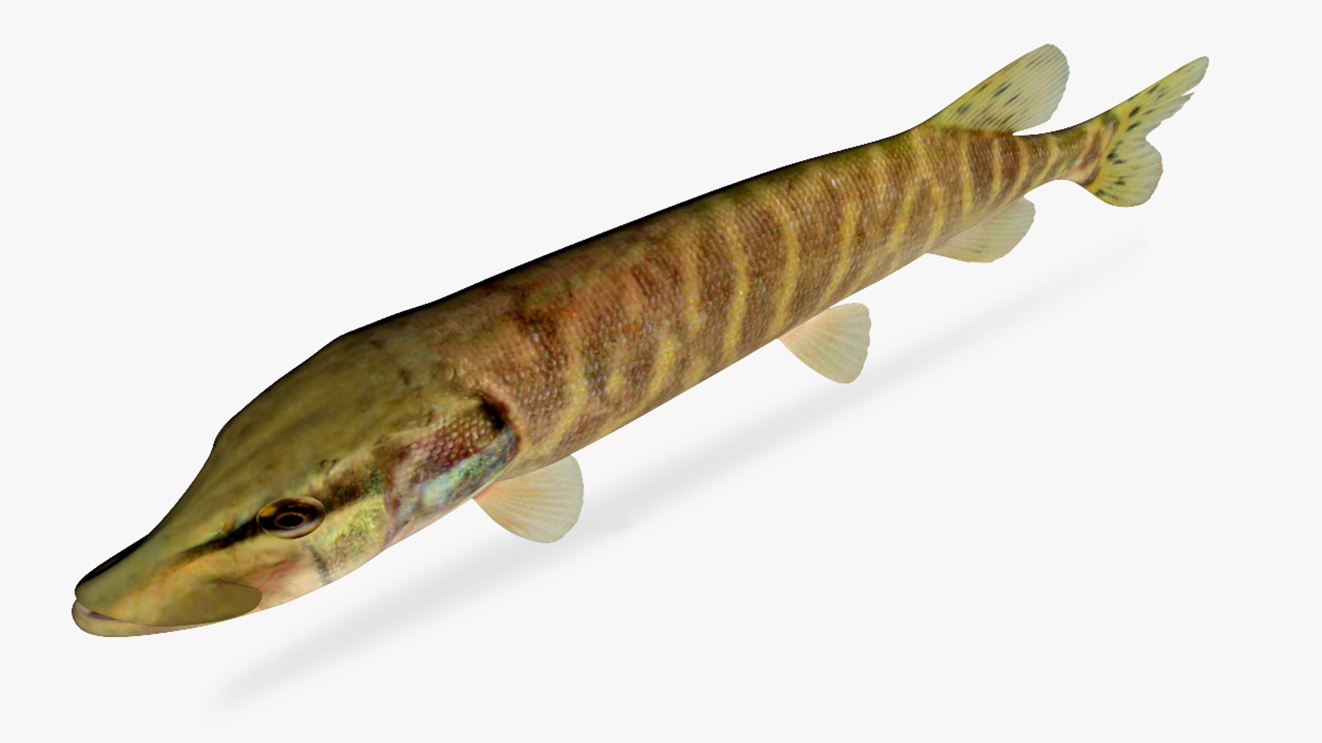 Esox Lucius Northern Pike 3D Model - TurboSquid 1327337
