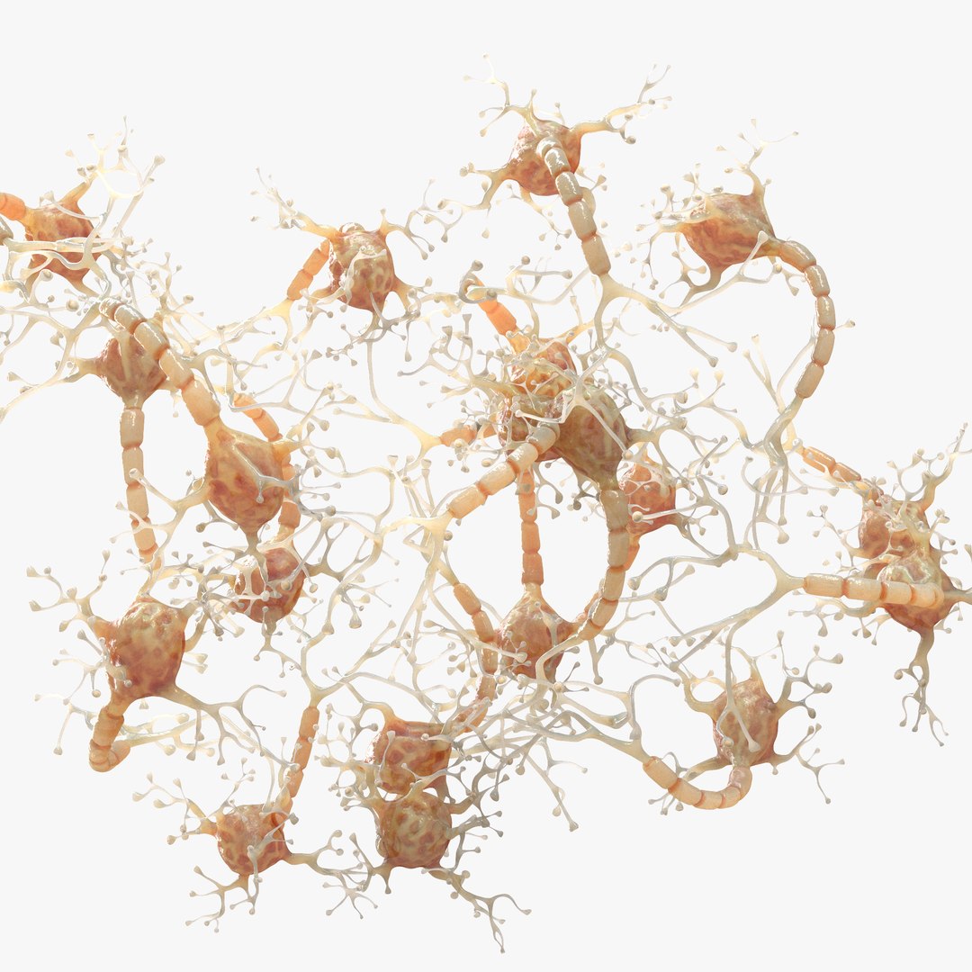 3D Neuron Human Model - TurboSquid 1846293
