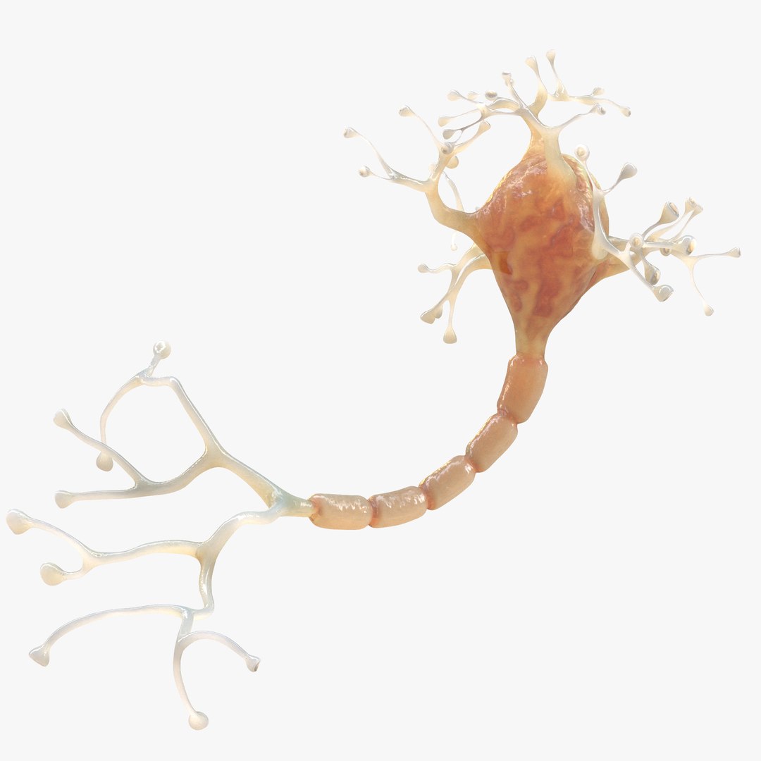 3D Neuron Human Model - TurboSquid 1846293