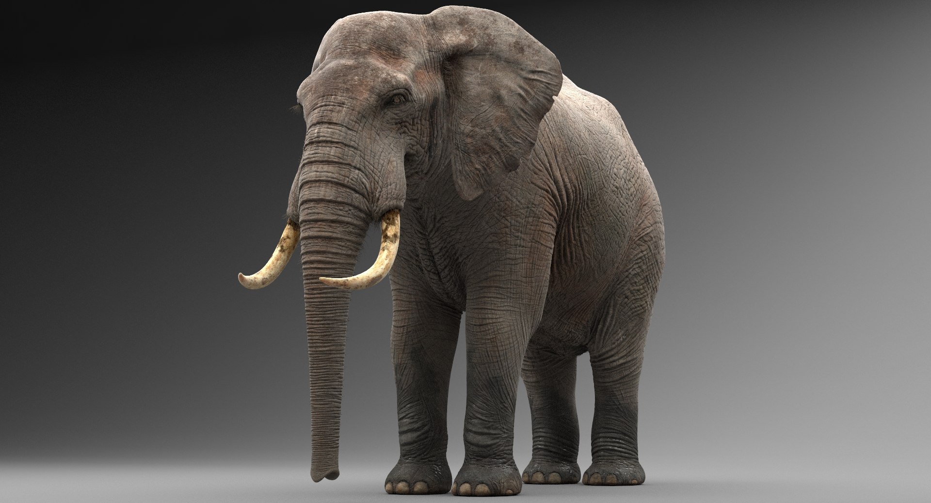 3d Realistic Elephant Model