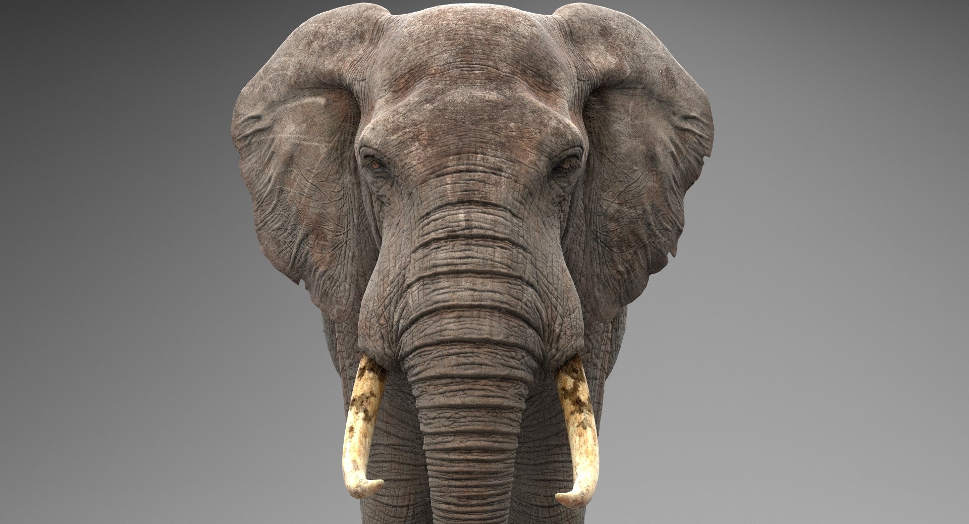 3d Realistic Elephant Model
