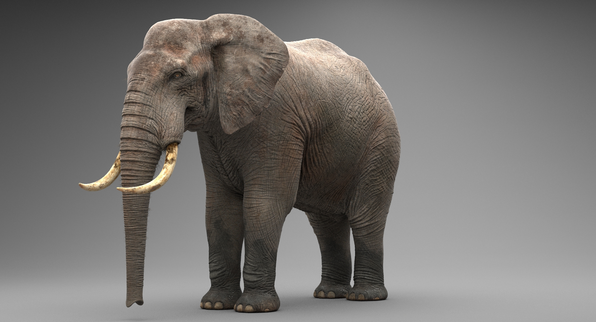 3d Realistic Elephant Model