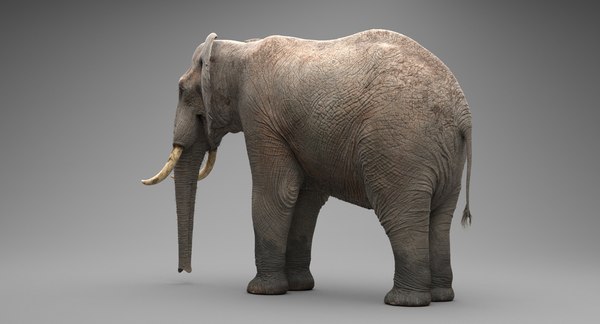 3d realistic elephant model