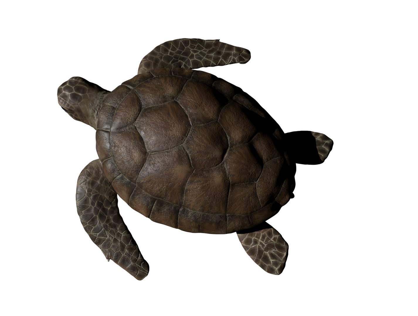 Turtle Animal Reptile 3D Model - TurboSquid 1551178