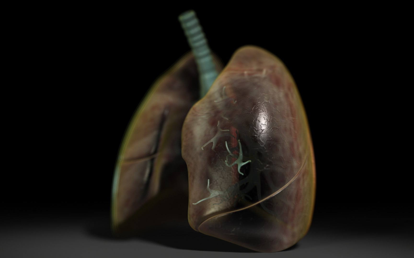 3D Lungs Scanline - TurboSquid 1993471