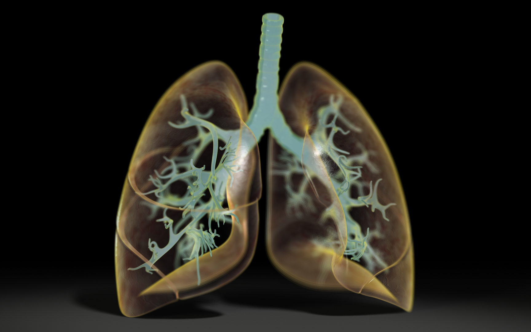 3D Lungs Scanline - TurboSquid 1993471