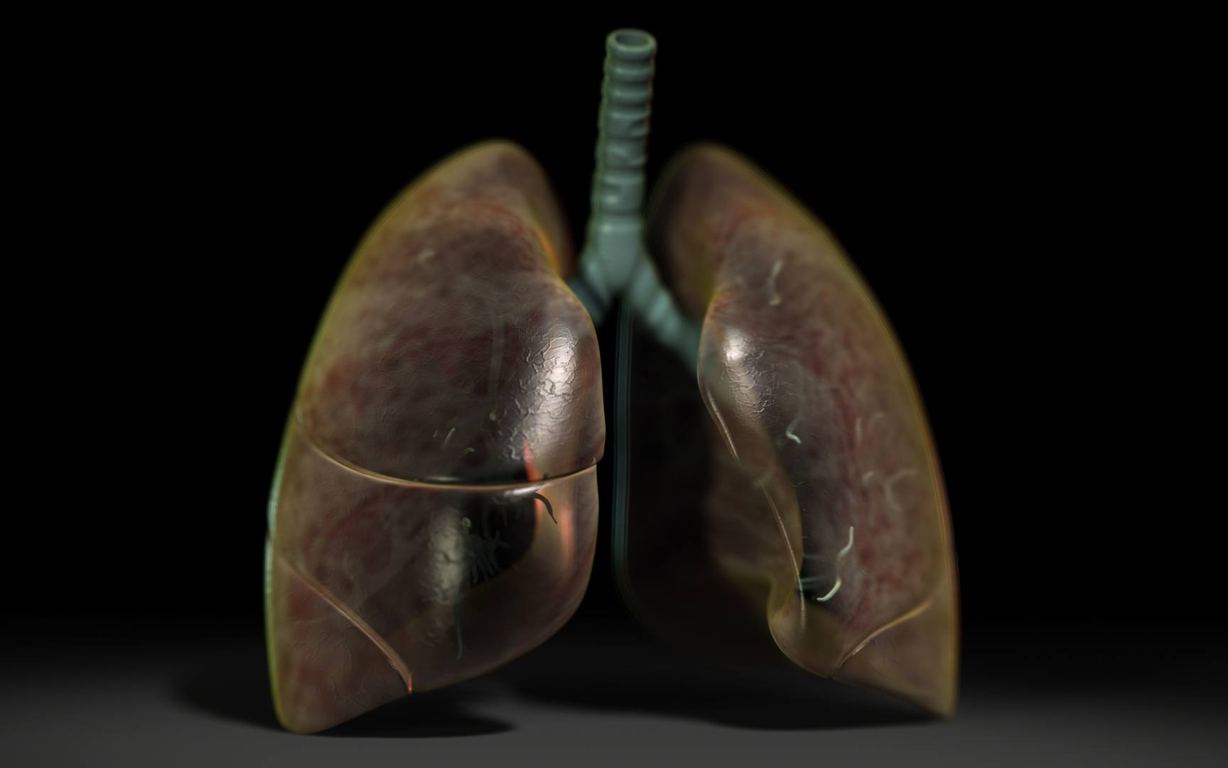 3D Lungs Scanline - TurboSquid 1993471