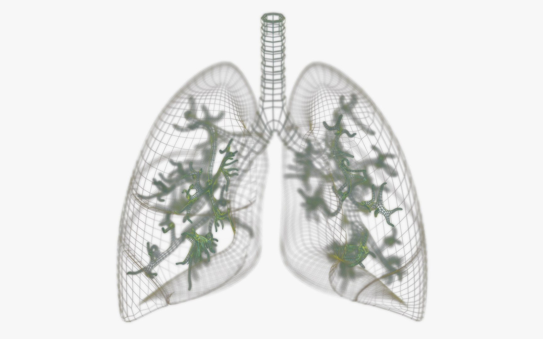 3D Lungs Scanline - TurboSquid 1993471