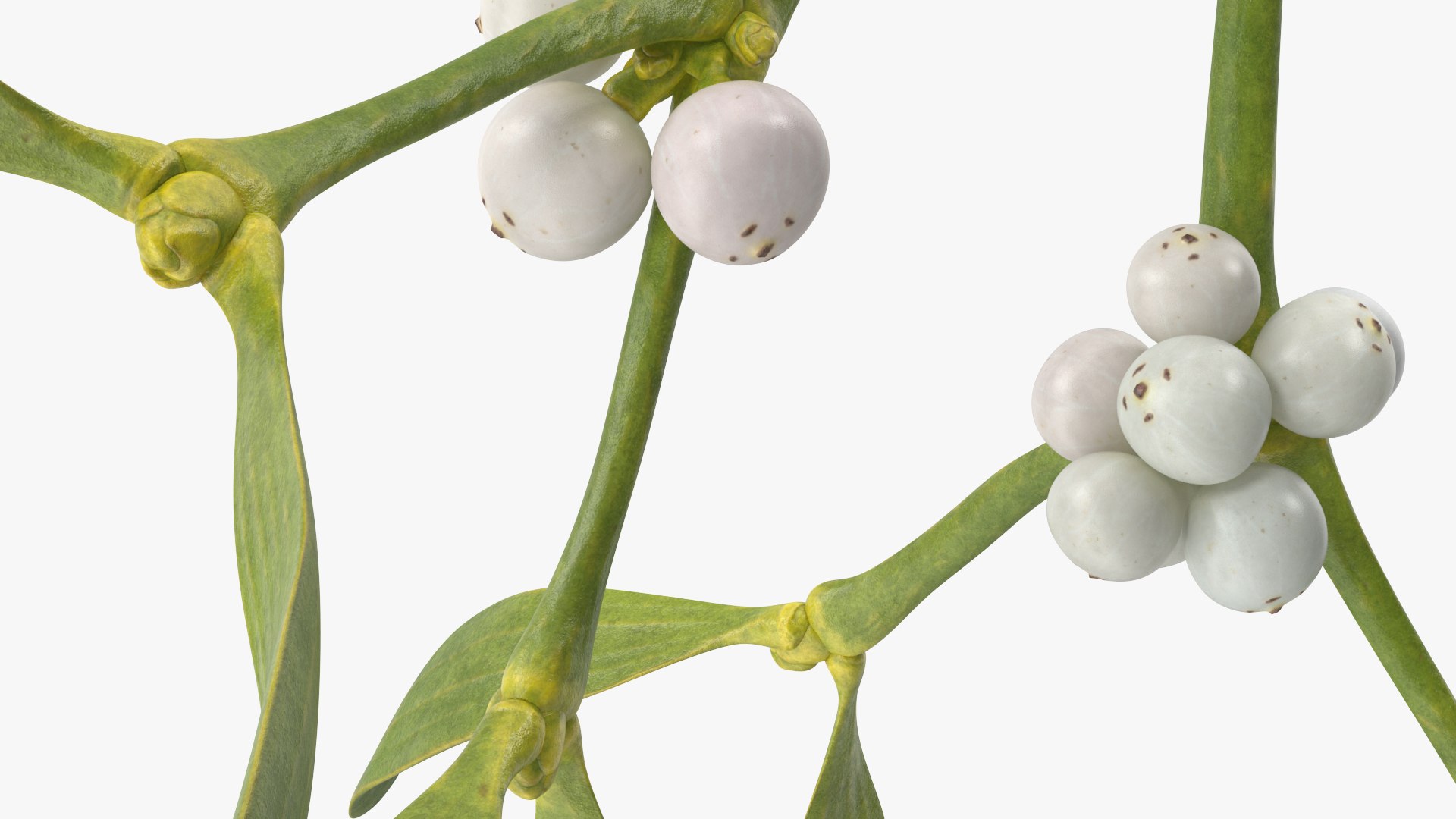 Mistletoe 1 with Red Bow 3D model - TurboSquid 1804354