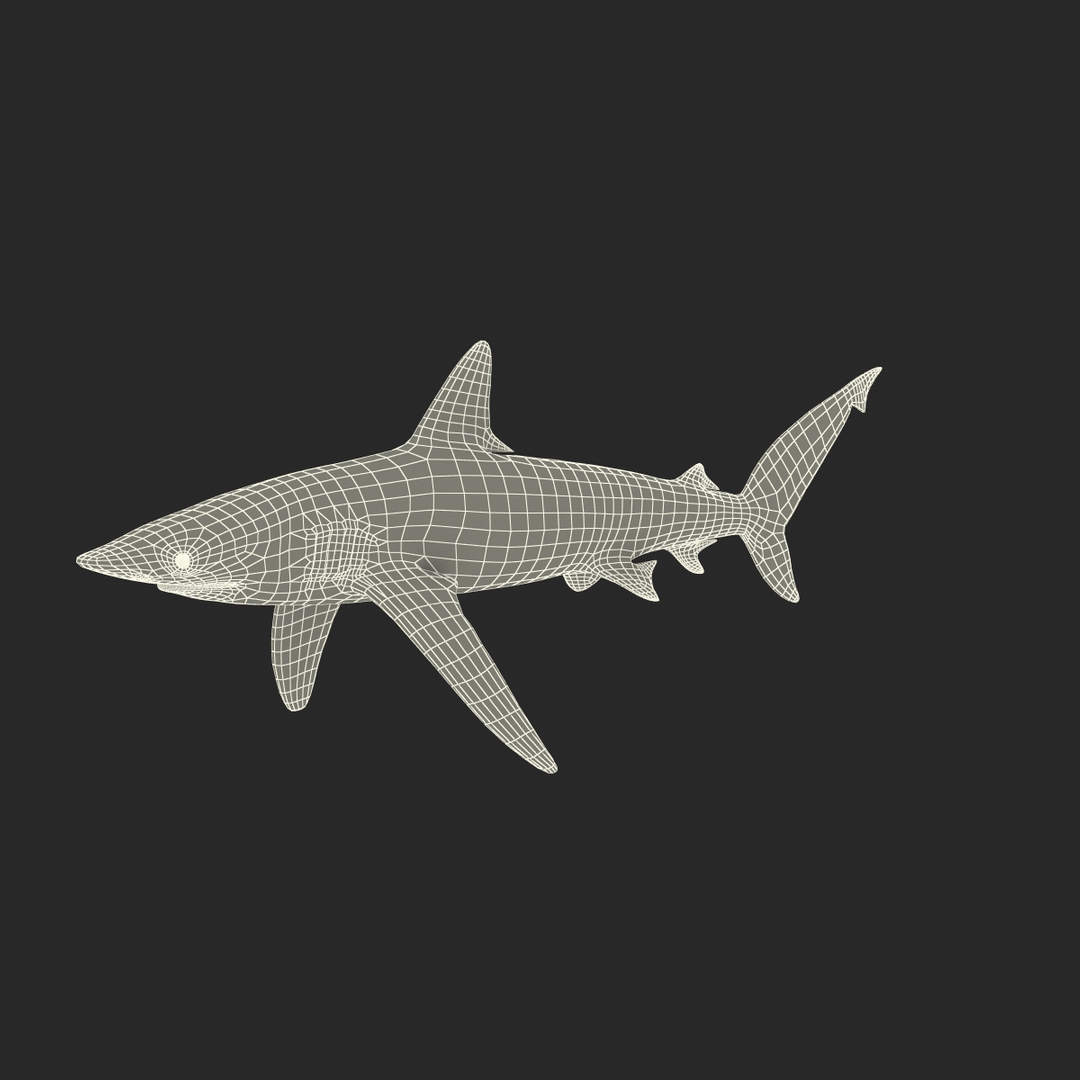 Max Whaler Shark Rigged