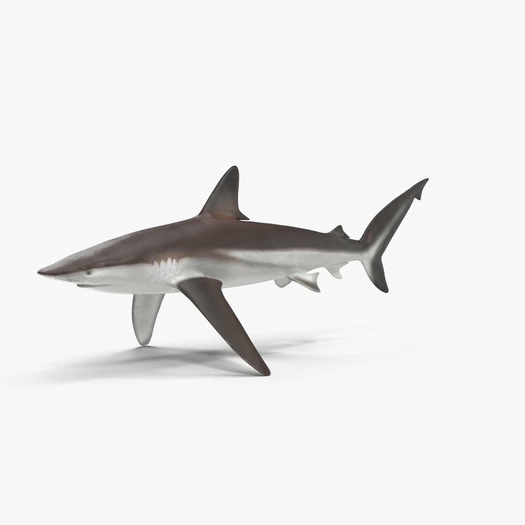 Max Whaler Shark Rigged