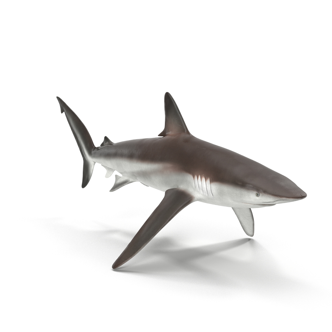 Max Whaler Shark Rigged