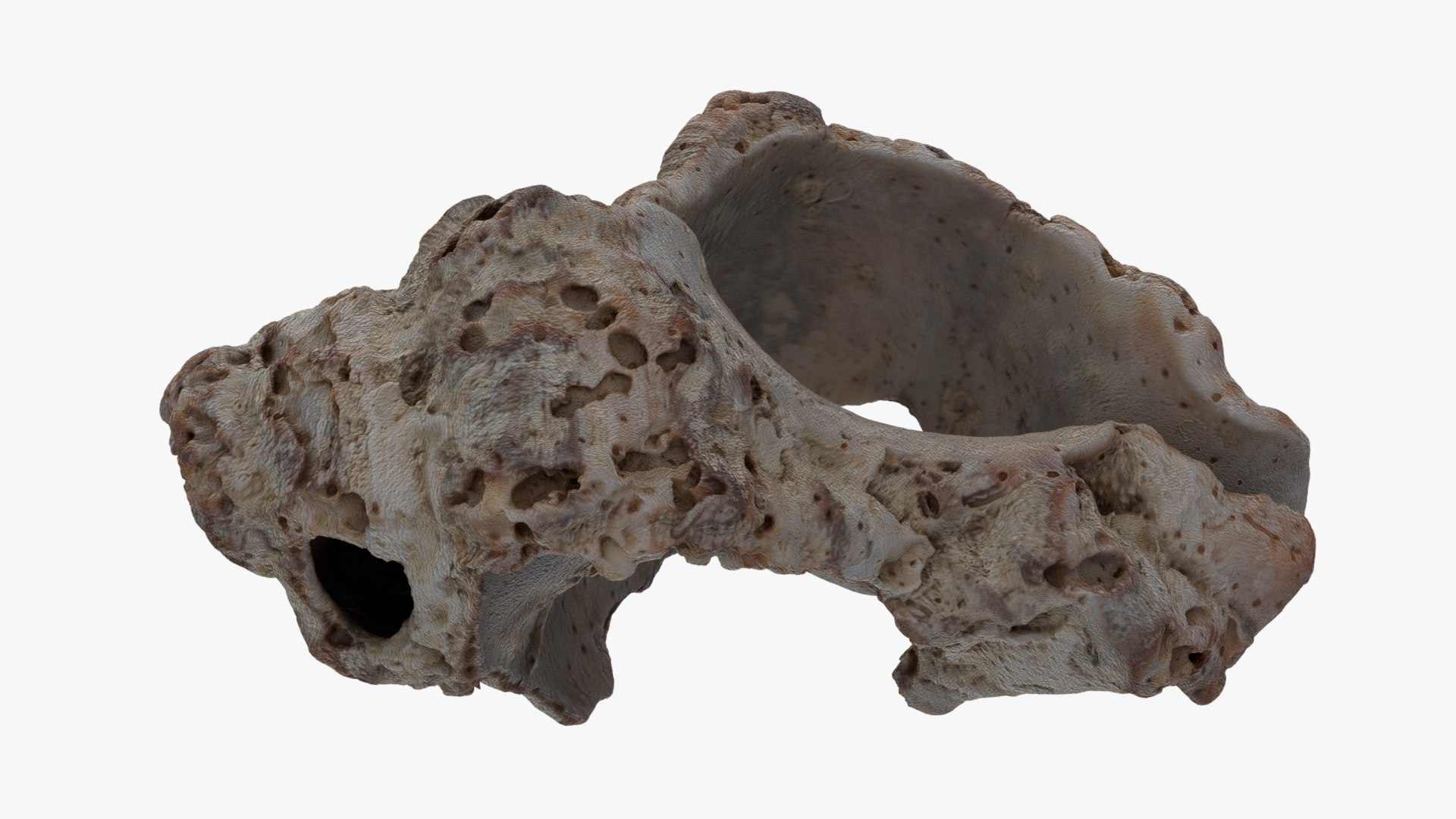 A Realistic 3d Scan Conch 3D Model - TurboSquid 1972066