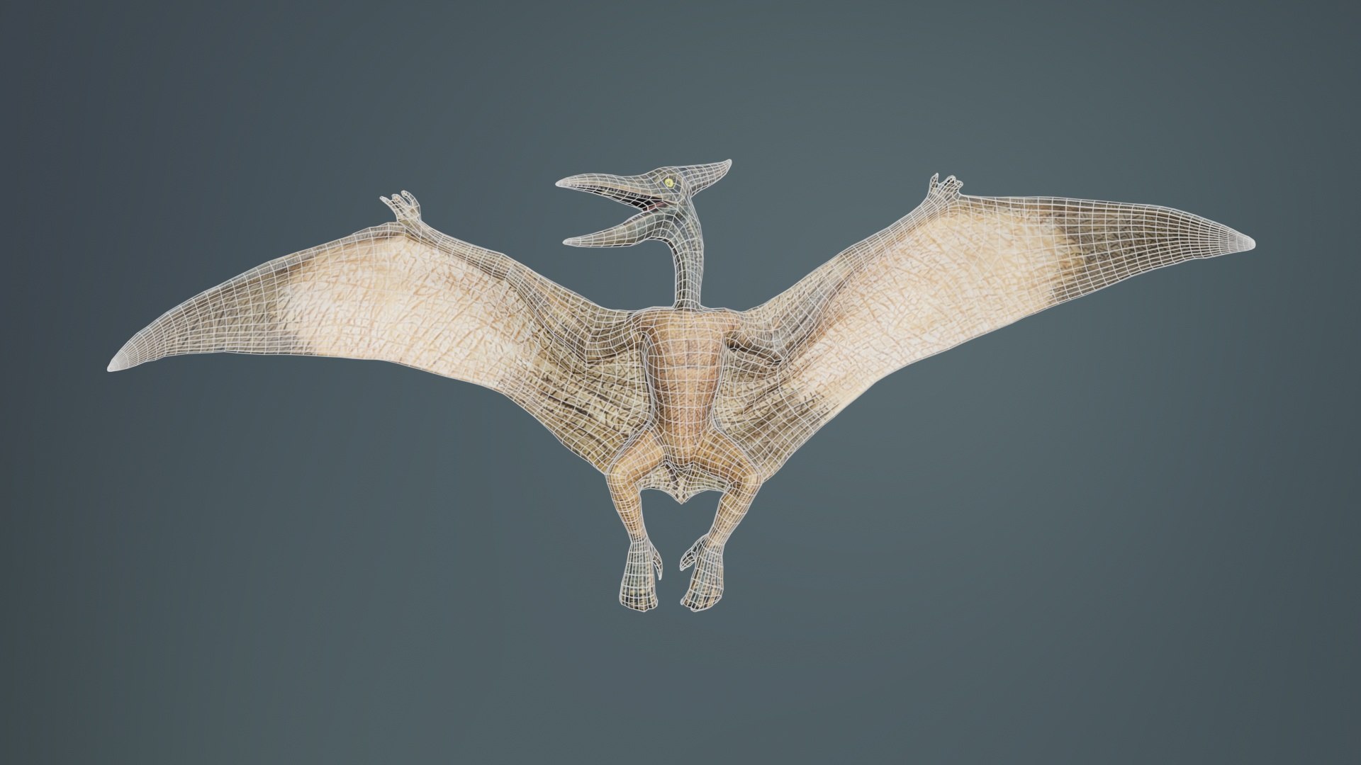 3D Pterodactylus Remastered - TurboSquid 2363571