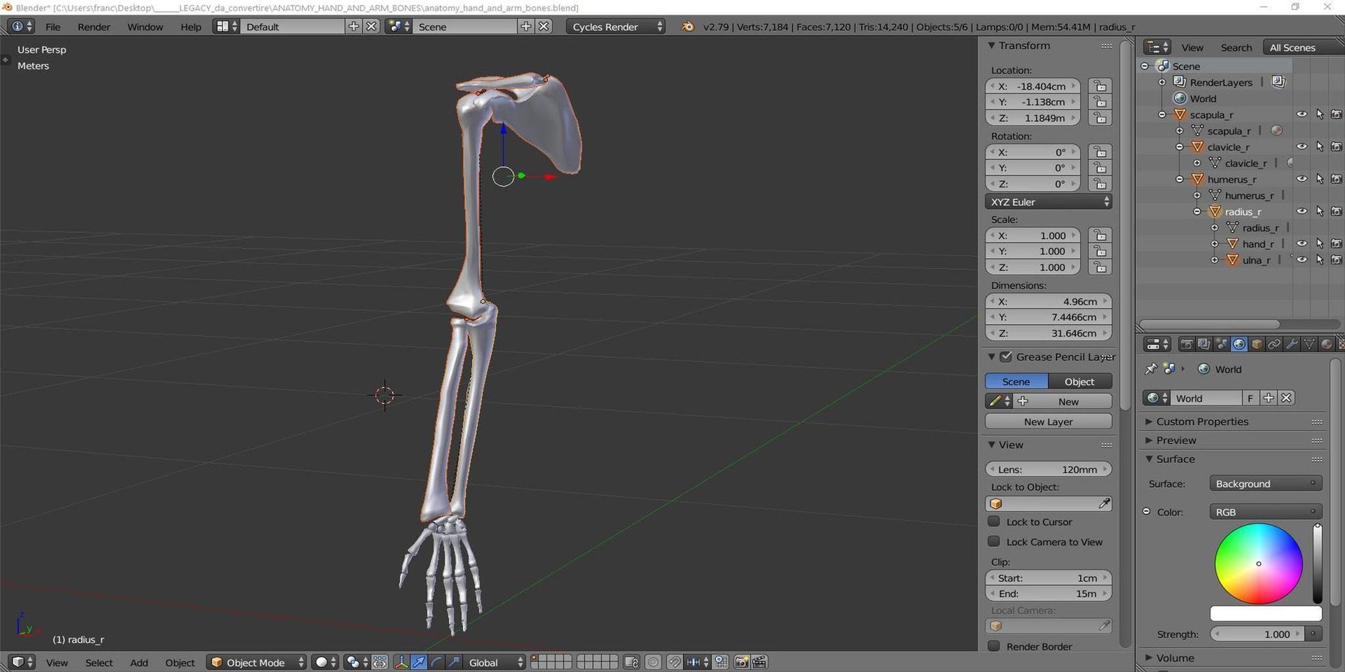 3d Model Of Human Hand Arm Bones
