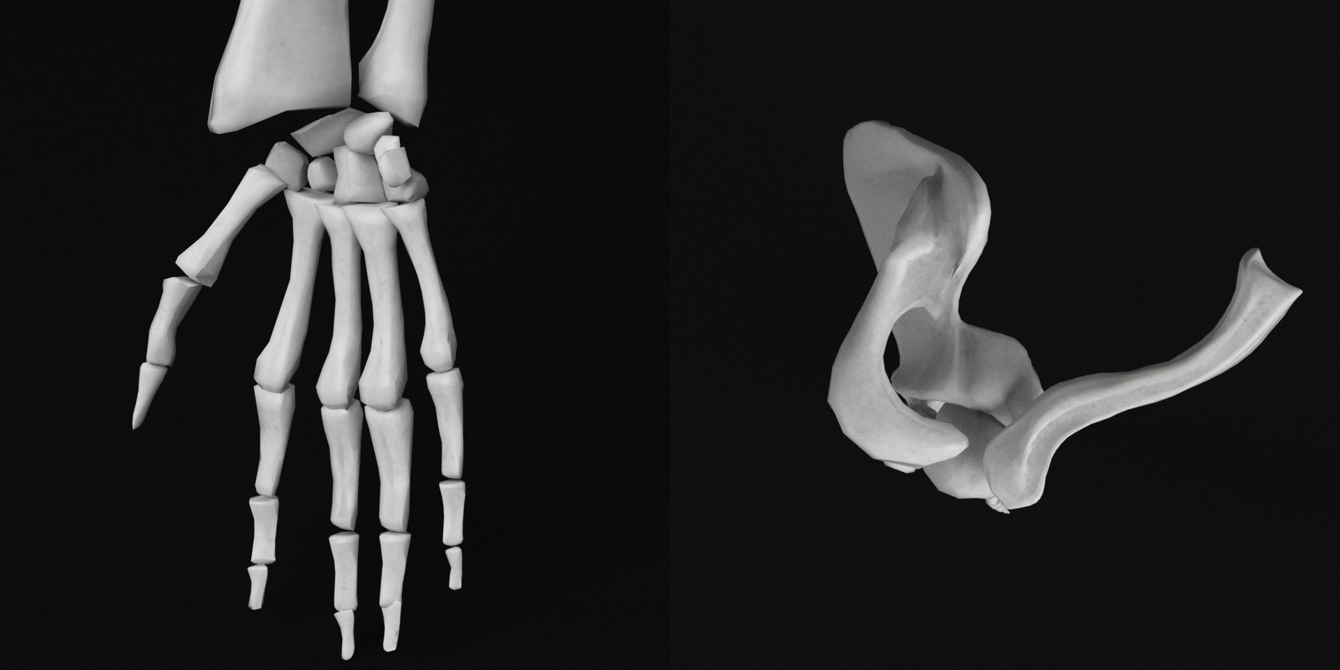 3d Model Of Human Hand Arm Bones