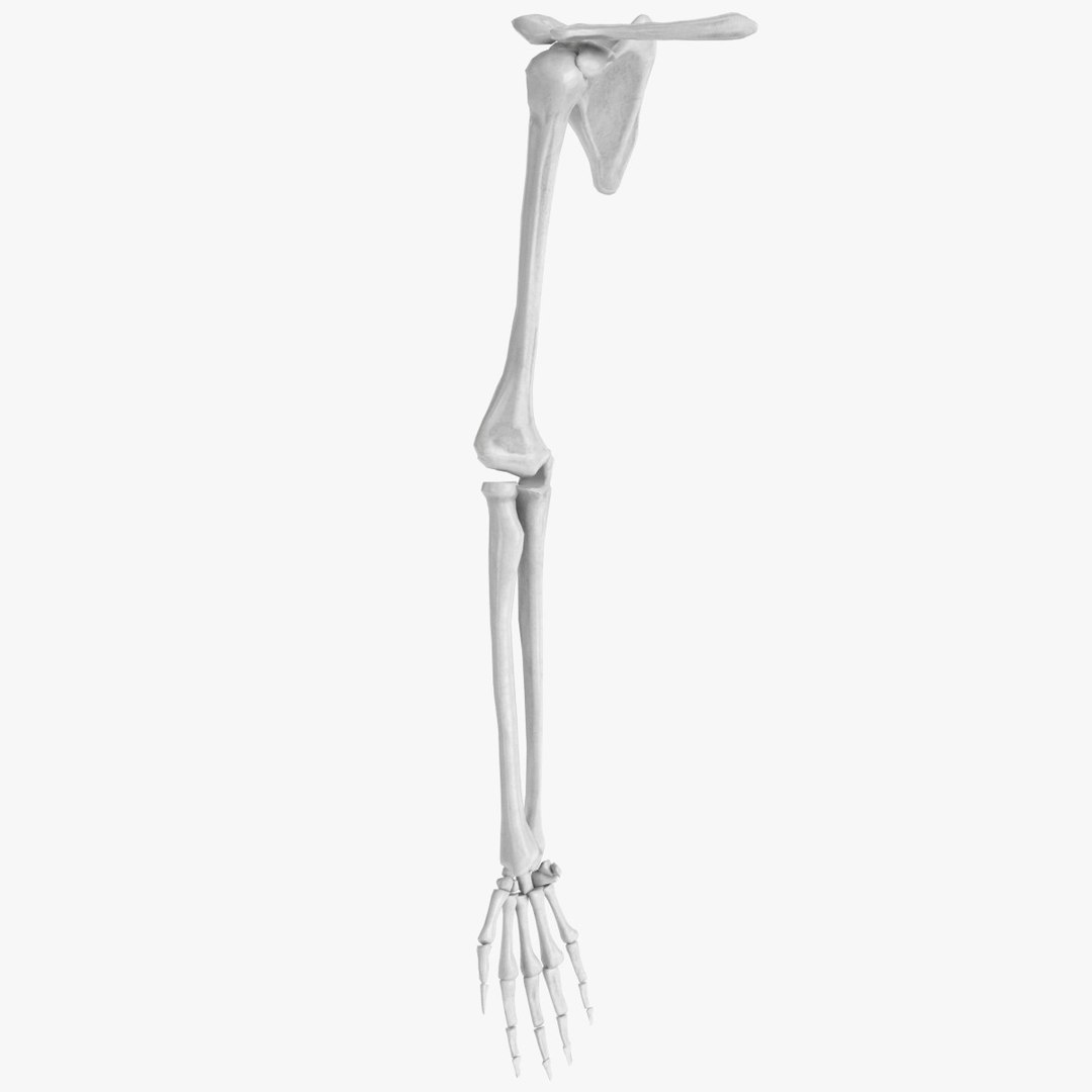 3d Model Of Human Hand Arm Bones