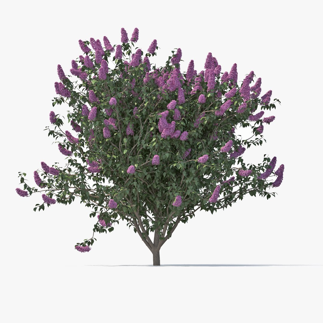3D Model Lilac Pack Bush - TurboSquid 1352820