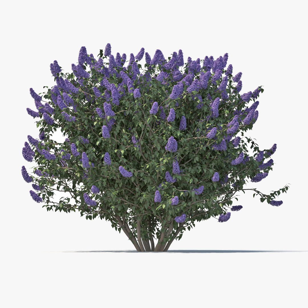 3D Model Lilac Pack Bush - TurboSquid 1352820