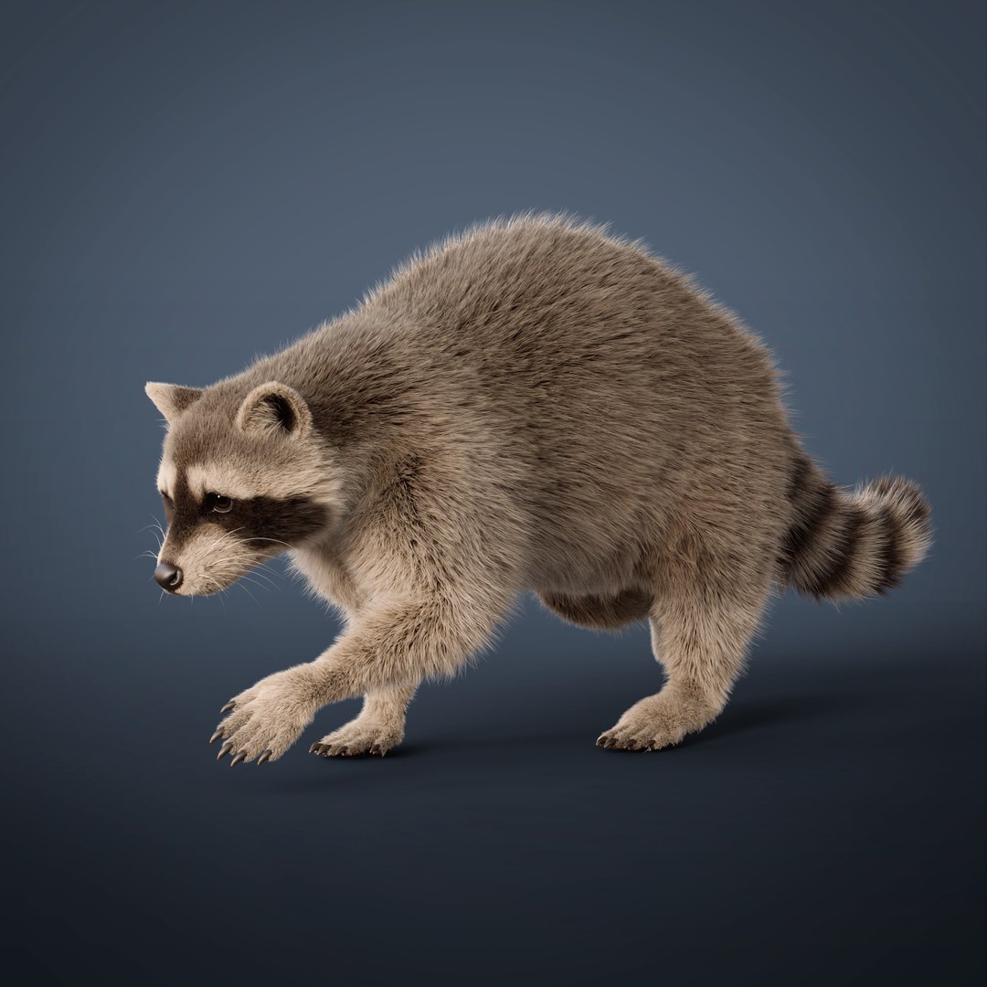 3D Raccoon Rigged Animated Model - TurboSquid 2203078