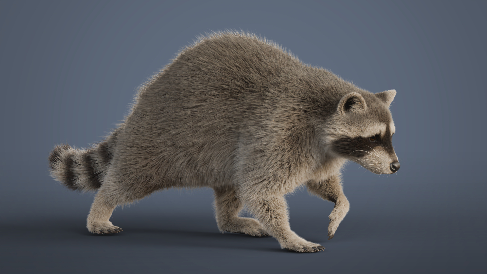 3D Raccoon Rigged Animated Model - TurboSquid 2203078