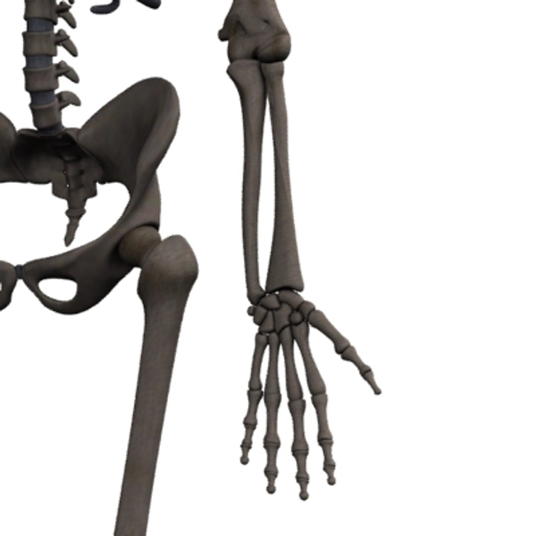 3d Model Homo Erectus